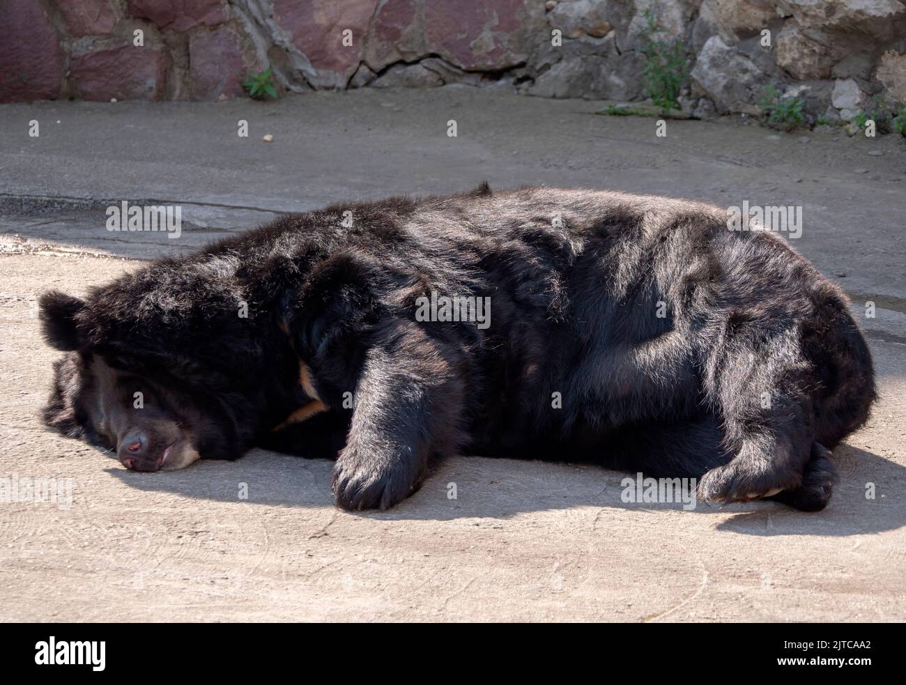 Moon bear cub hi-res stock photography and images - Alamy
