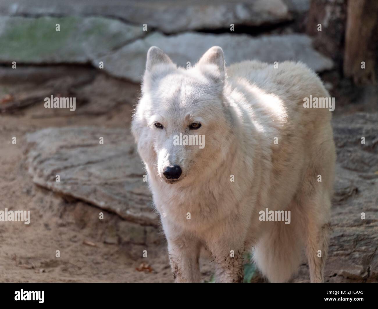 Grey Wolf Canis lupus Portrait - captive animal Stock Photo - Alamy