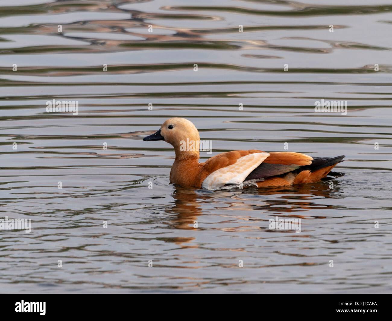 Mandarin duck in nature in a wild reserve Stock Photo - Alamy