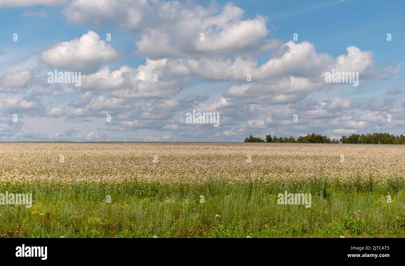 Yellow grain ready for harvest growing in a farm field Stock Photo - Alamy
