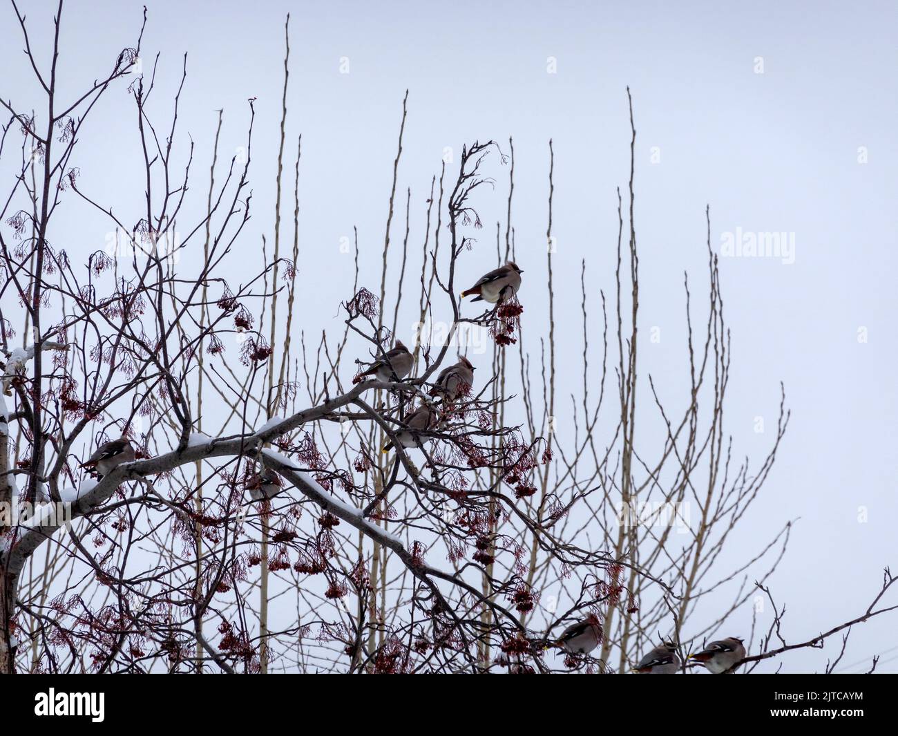 Waxwing flock of birds sitting on a branch of a mountain ash in winter ...