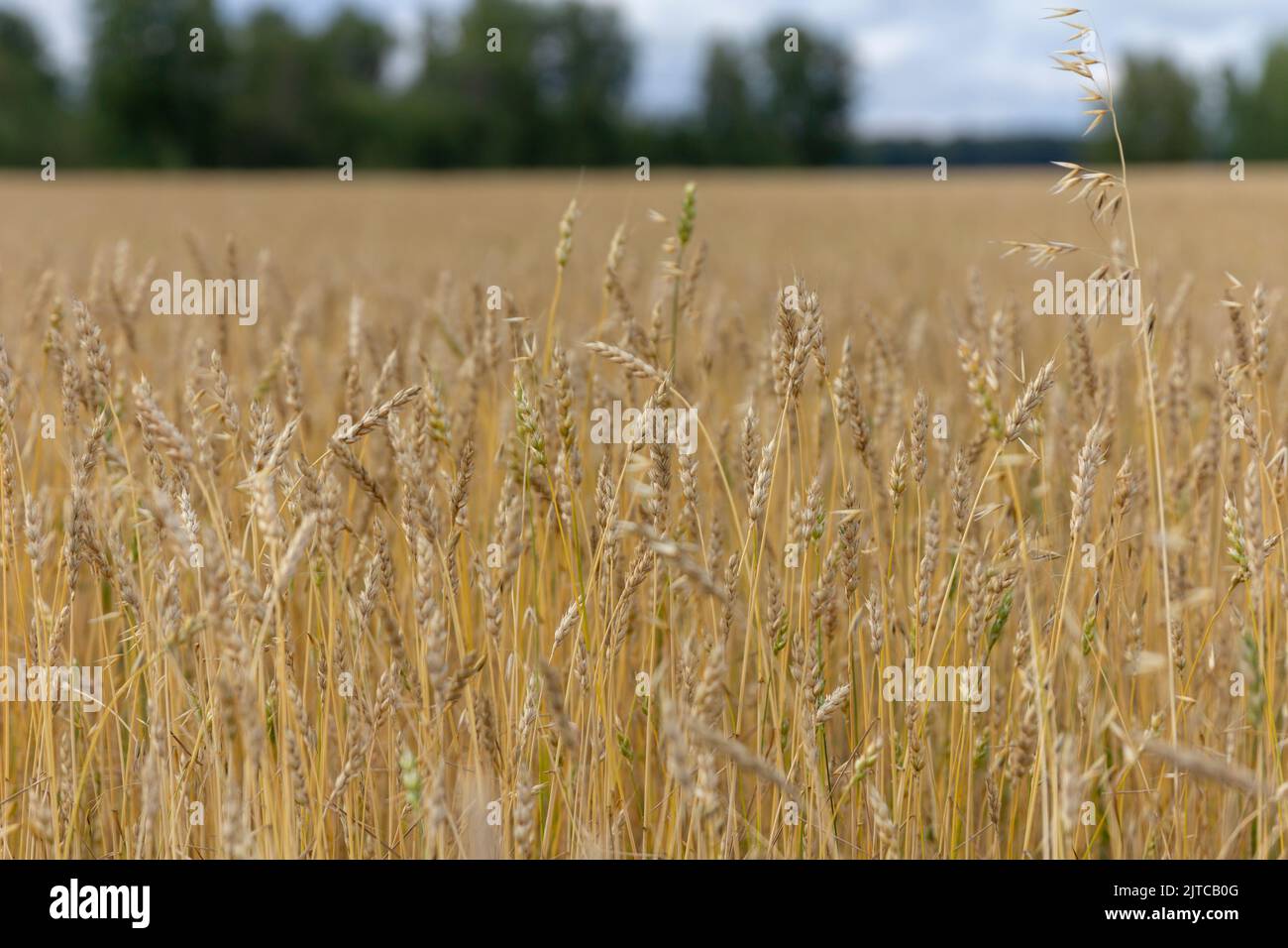 Yellow grain ready for harvest growing in a farm field Stock Photo - Alamy