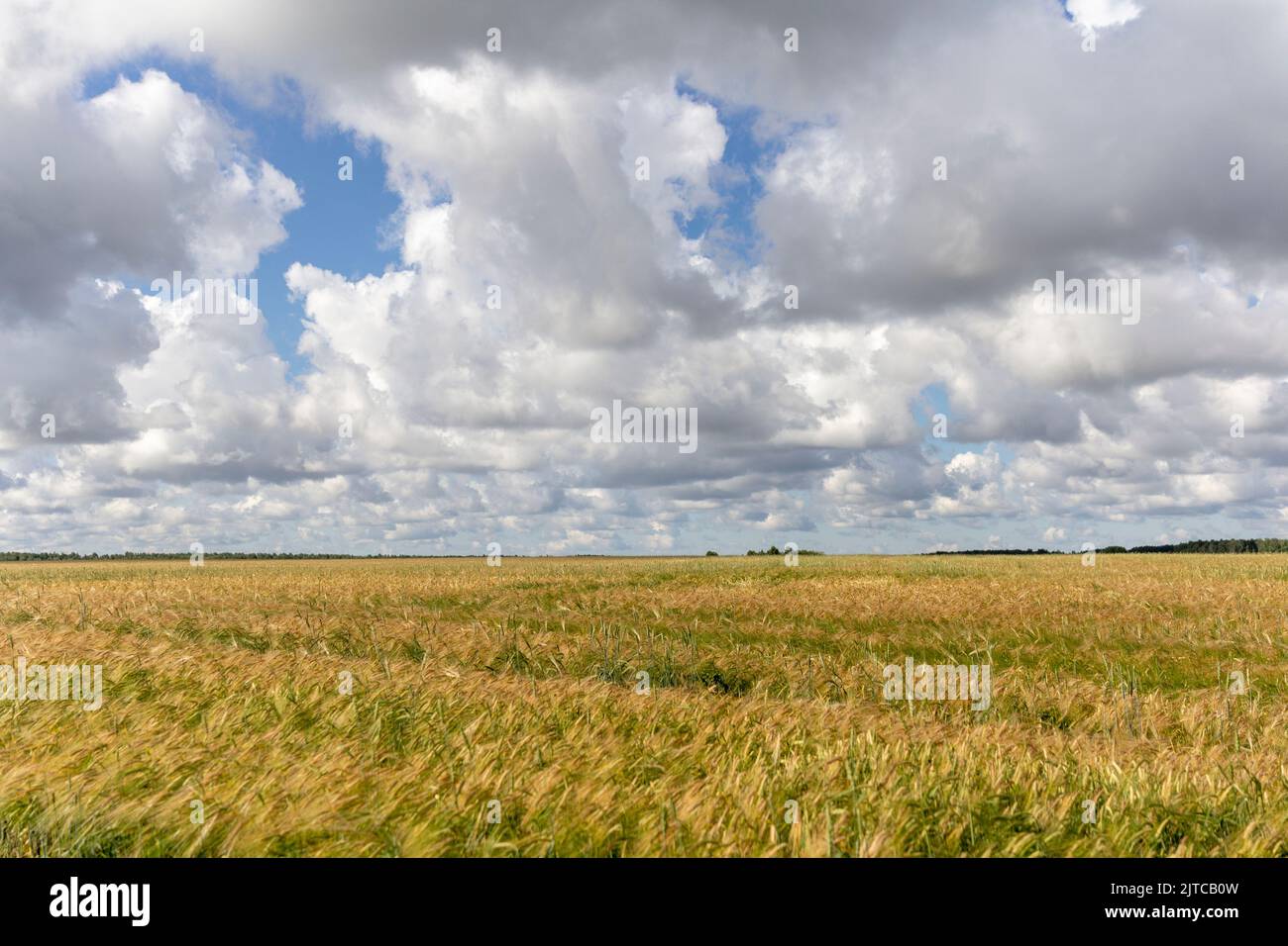 Yellow grain ready for harvest growing in a farm field Stock Photo - Alamy