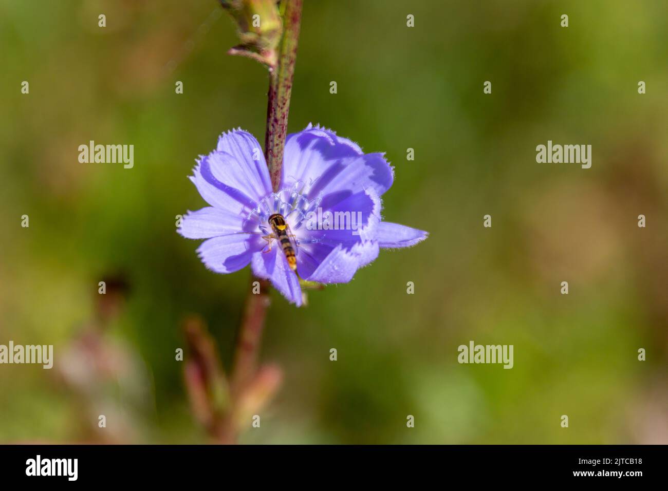 Chicory, is a plant belonging to the genus Dandelion of the Asteraceae ...