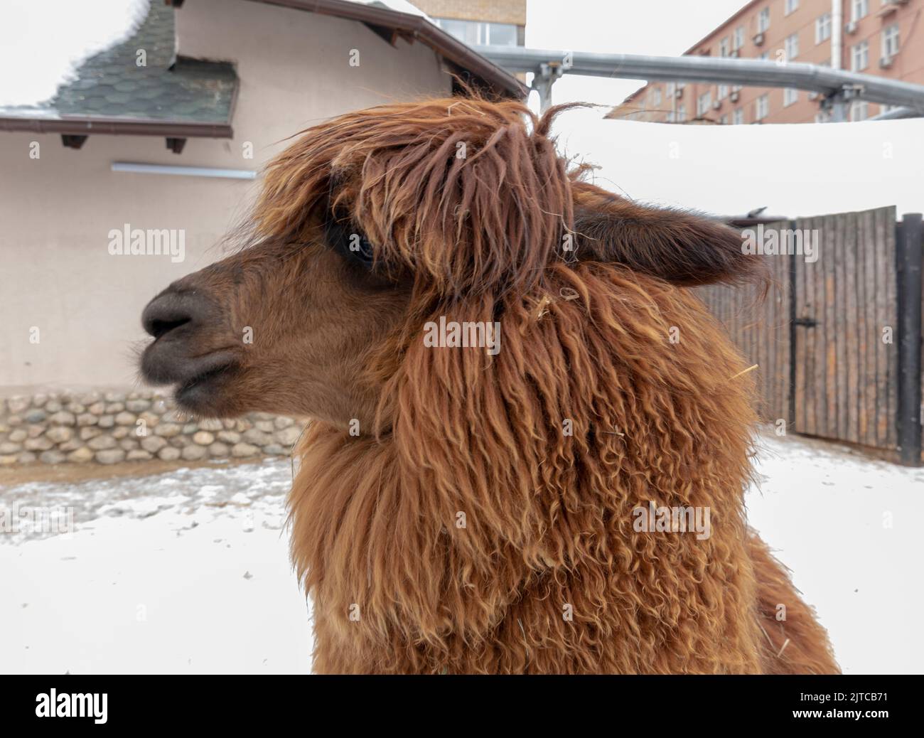 Sheared llama hi-res stock photography and images - Alamy