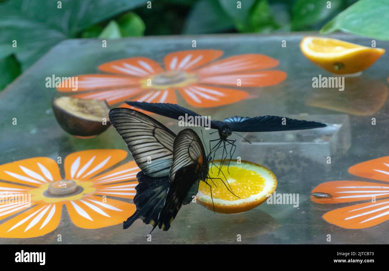 Blue Morpho, Morpho peleides, big butterfly sitting on green leaves ...