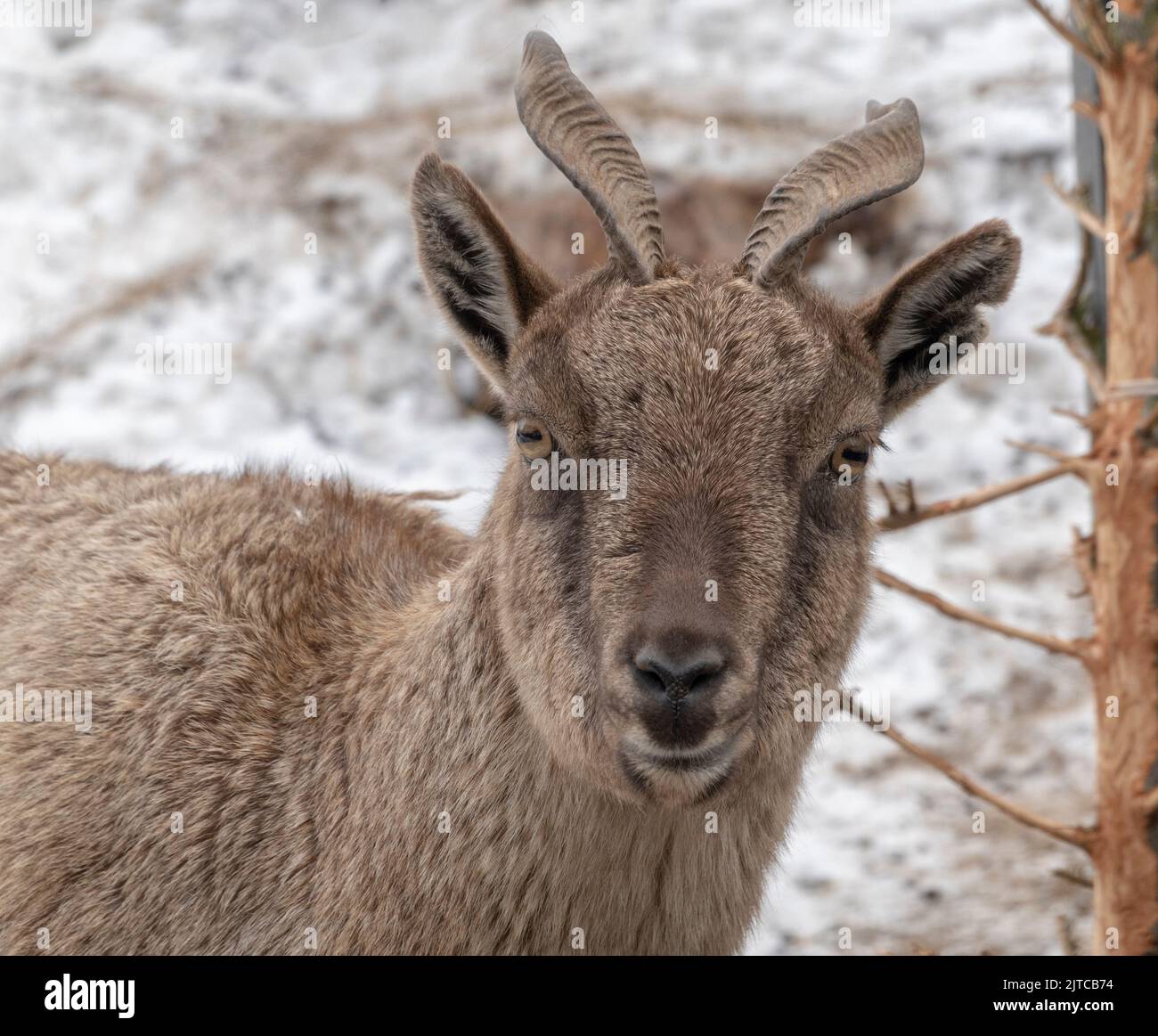 Helical horns hi-res stock photography and images - Alamy