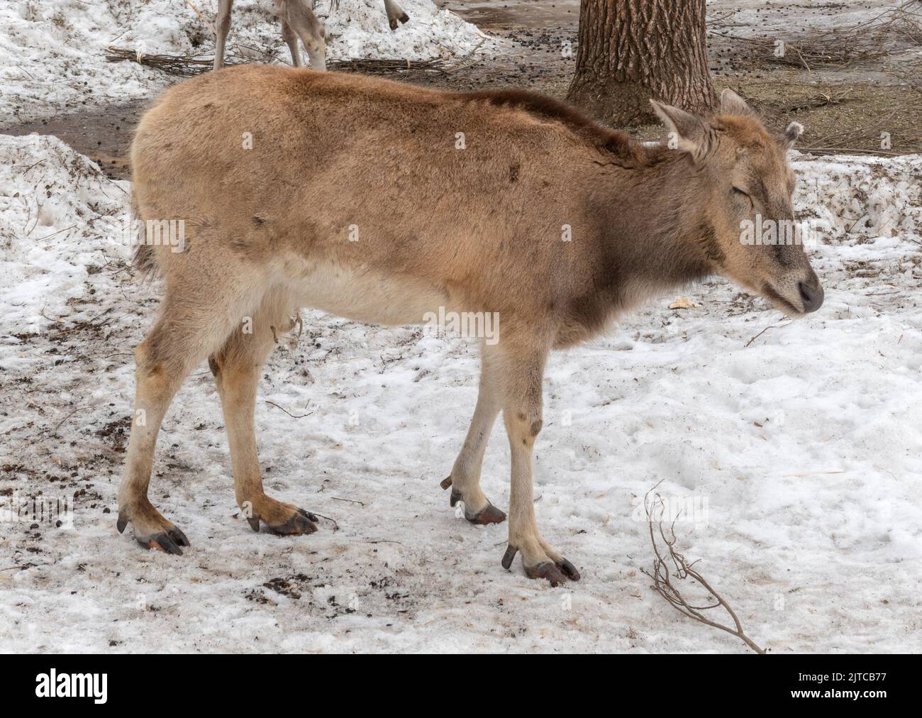 Profile of elk skull hi-res stock photography and images - Alamy