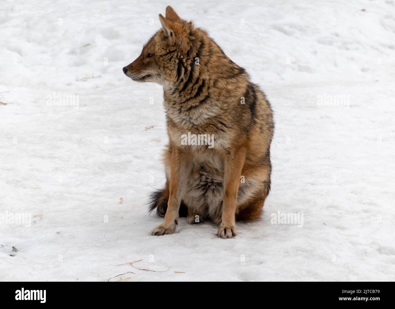 Jackal israel hi-res stock photography and images - Alamy