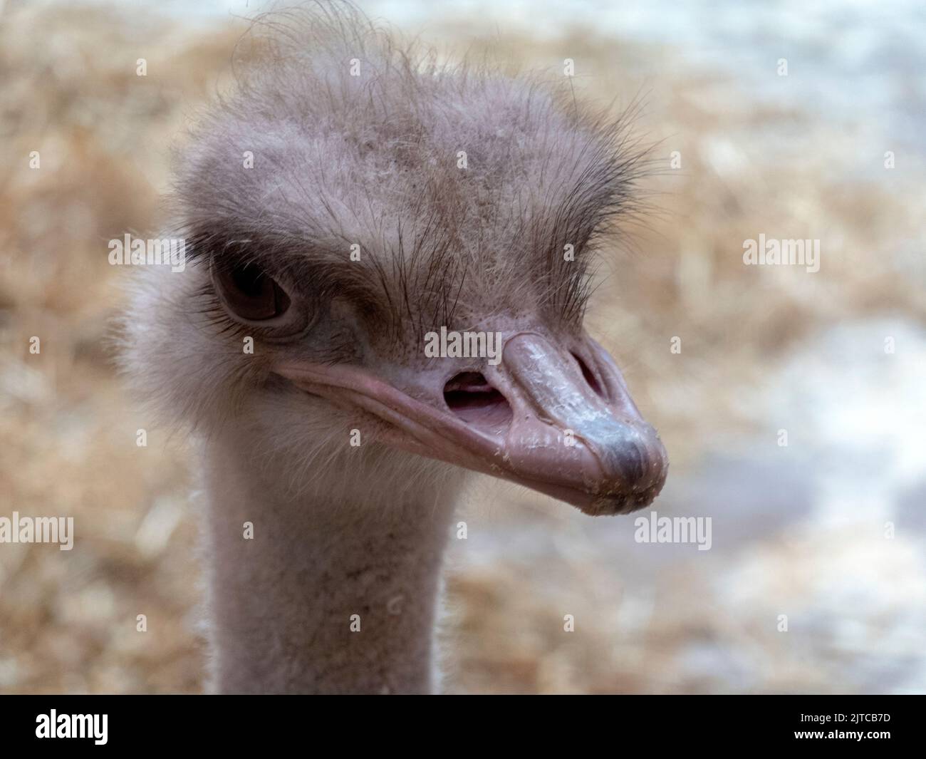 Ostrich close-up in the looks cautiously around Stock Photo - Alamy