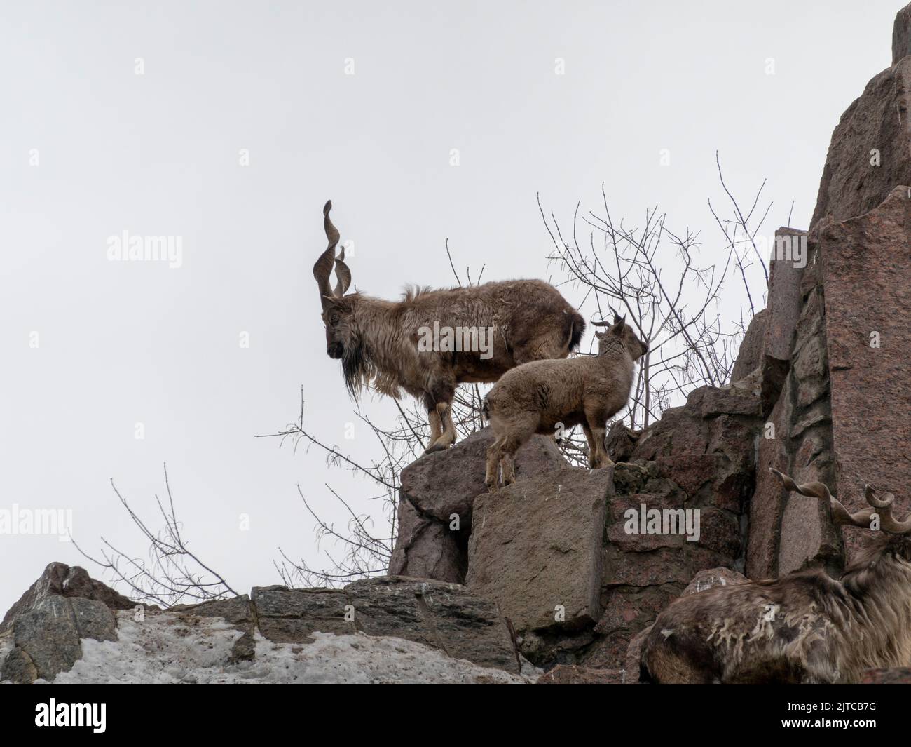 Helical horns hi-res stock photography and images - Alamy