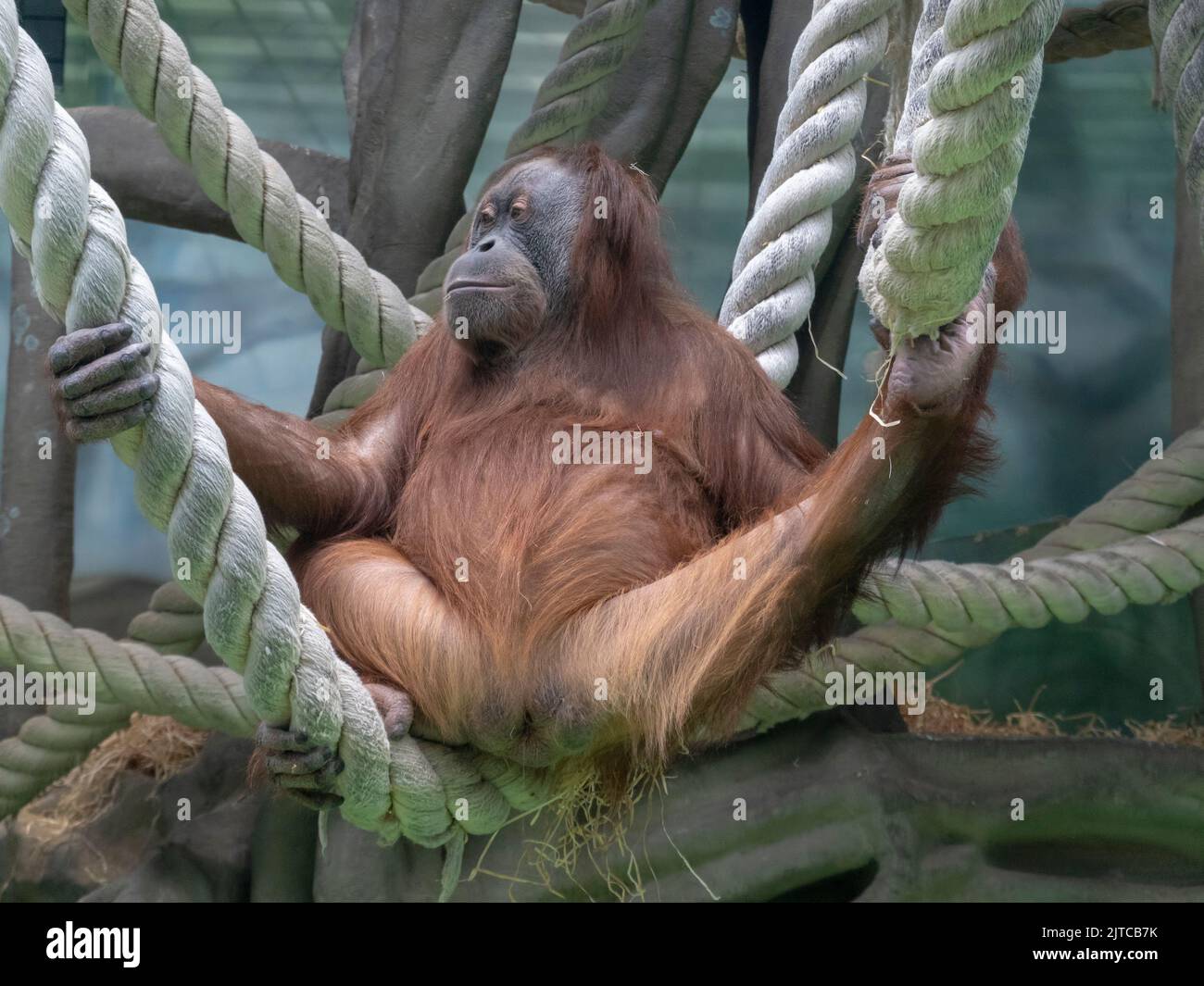 Lowland orangutan on the epic pose of solving his problems Stock Photo ...