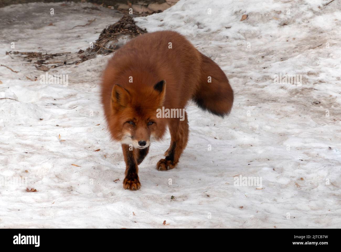 Fox in nature tracks down prey, portrait Stock Photo - Alamy