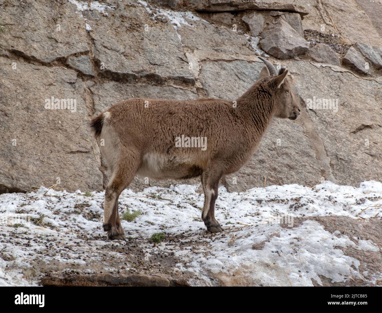 Beautiful mountain goat with helical long horns on the background of ...