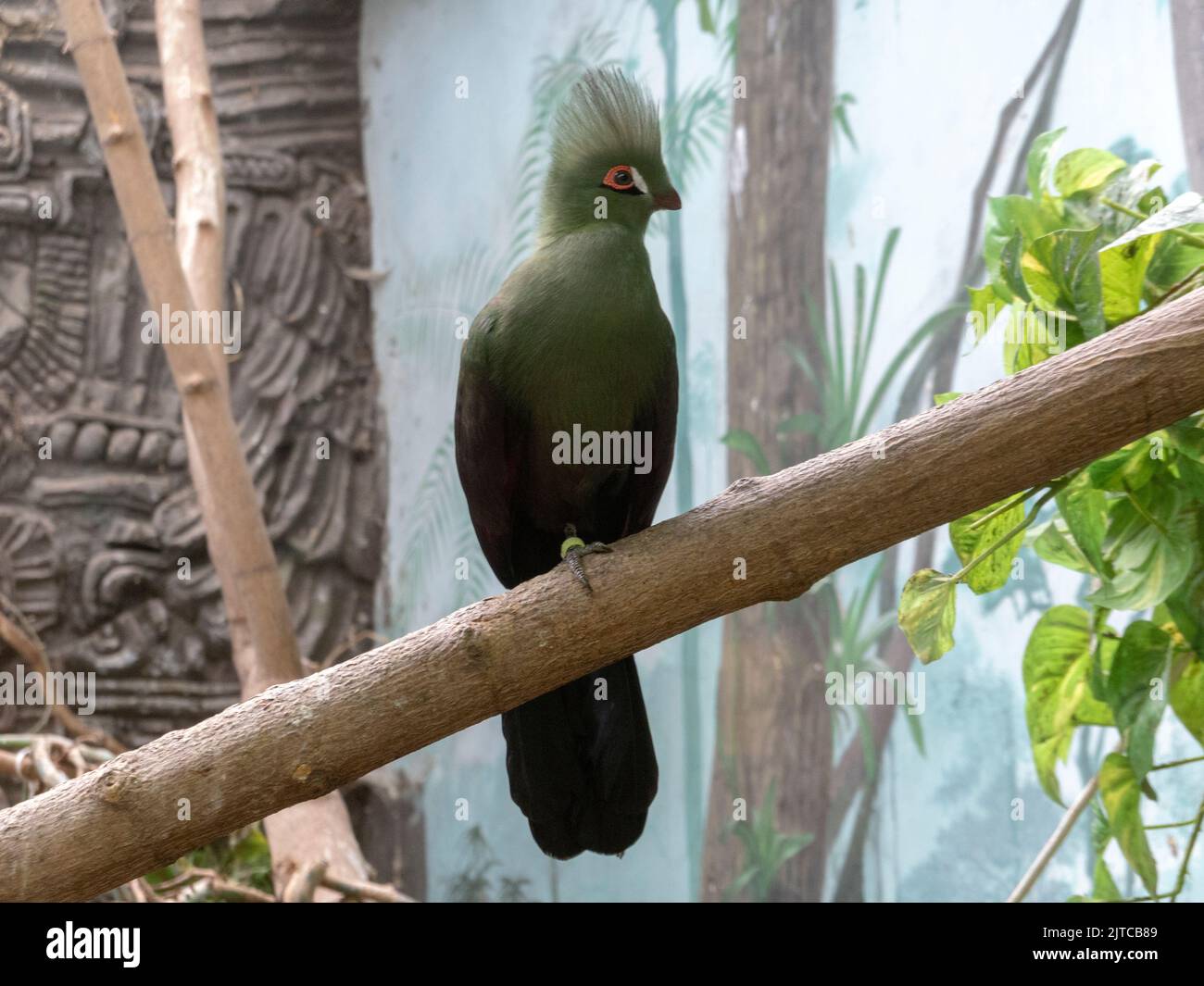 Guinea turaco (Tauraco persa) close up, also known as the green turaco ...