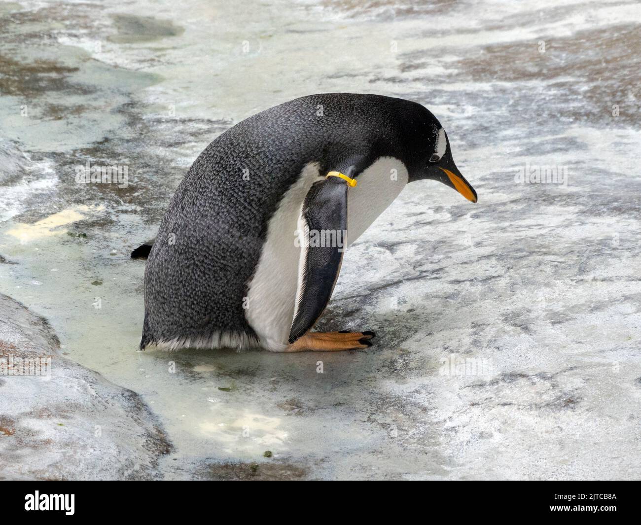 A beautiful penguin stands sideways in the sun, portrait Stock Photo ...