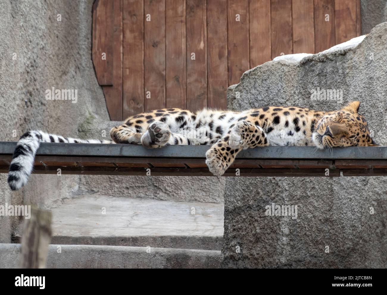 Jaguar Attack