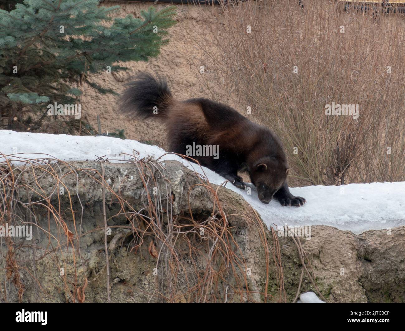 Wolverine closeup hi-res stock photography and images - Alamy