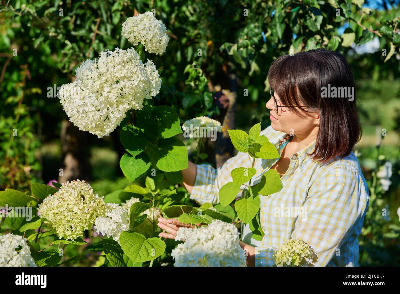 Woman with secateurs cutting flowers of white hydrangea Stock Photo - Alamy