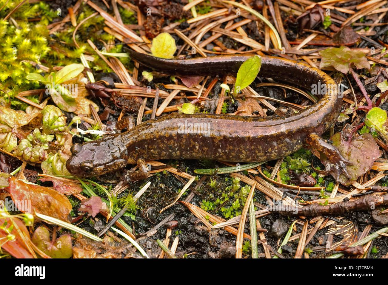 Closeup on an adult pregnant female Dunn's salamander, Plethodon dunni ...