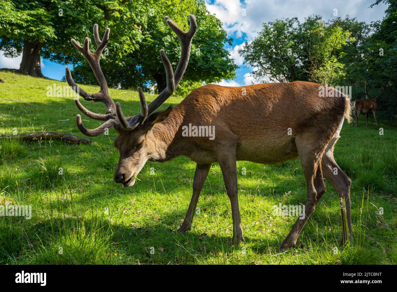 A stag in Calke Park Stock Photo - Alamy