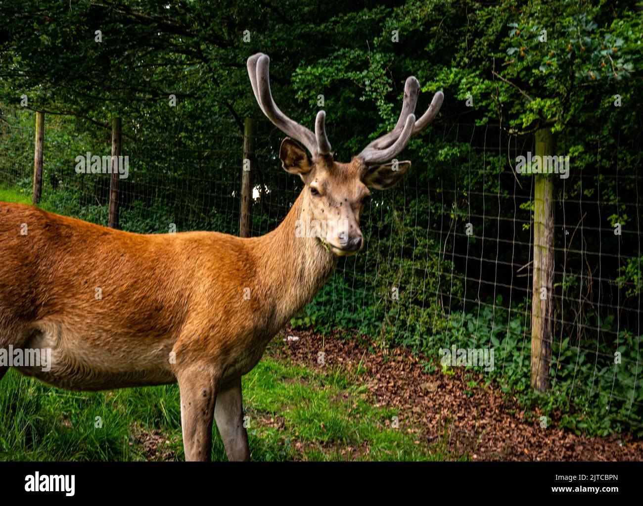 A stag looking at the camera Stock Photo - Alamy