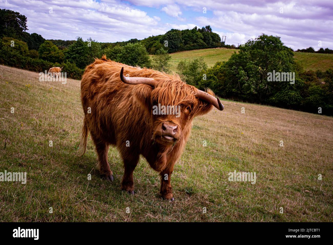 A Highland Long-Horned Beauty Stock Photo - Alamy