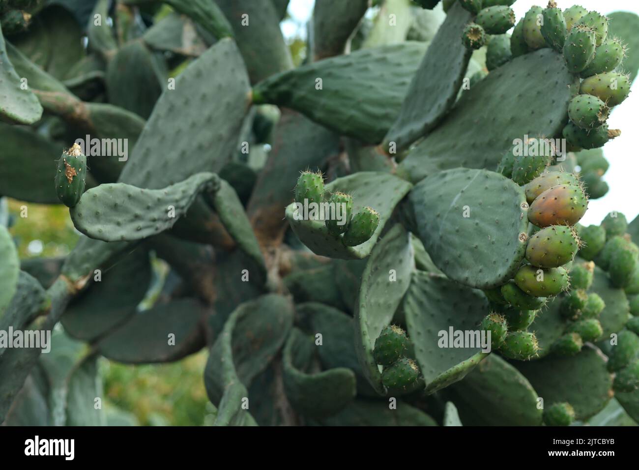 Opuntia maxima hi-res stock photography and images - Alamy