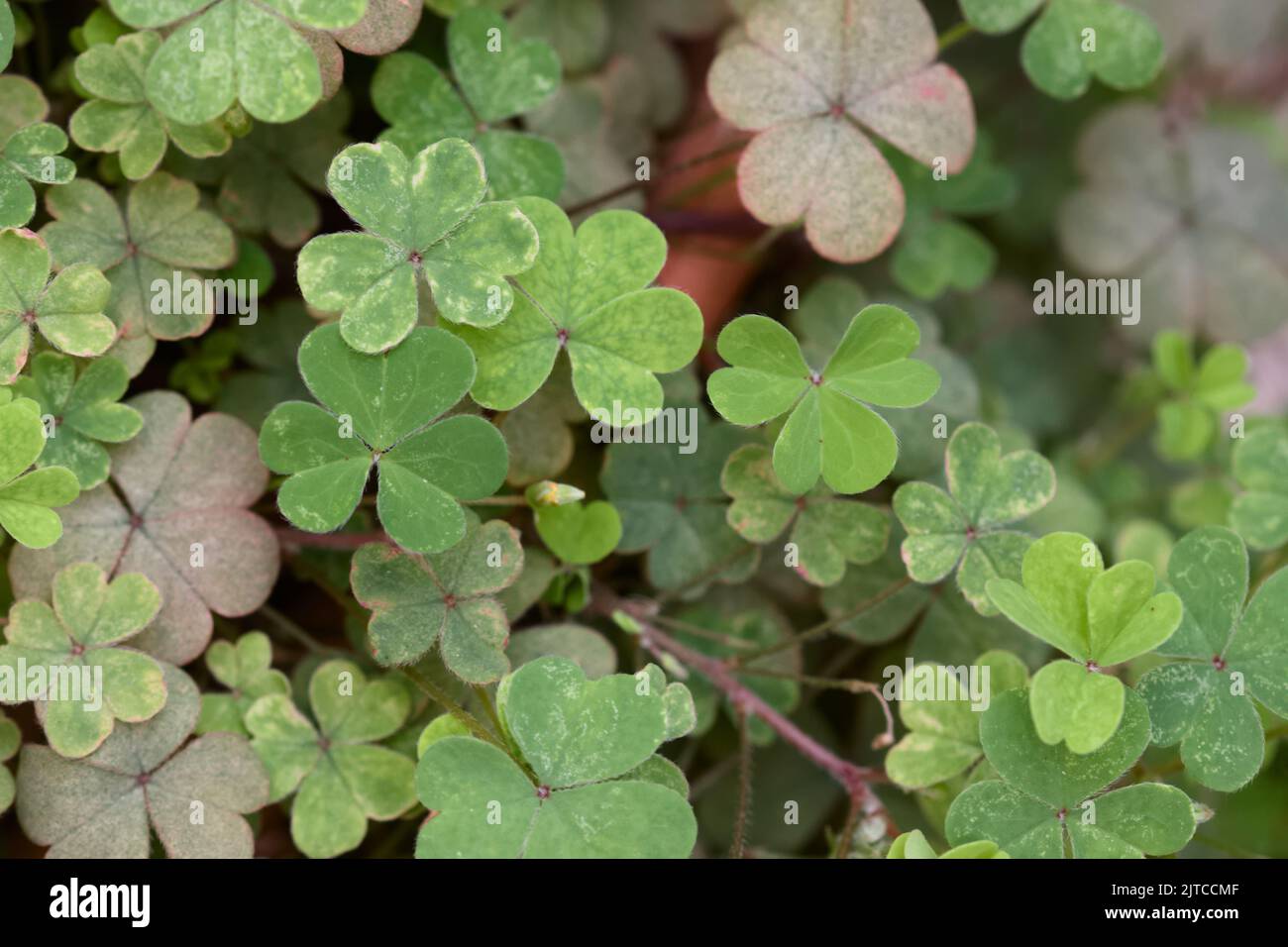 View from above of a plant of the type Trifolium or clover that has ...