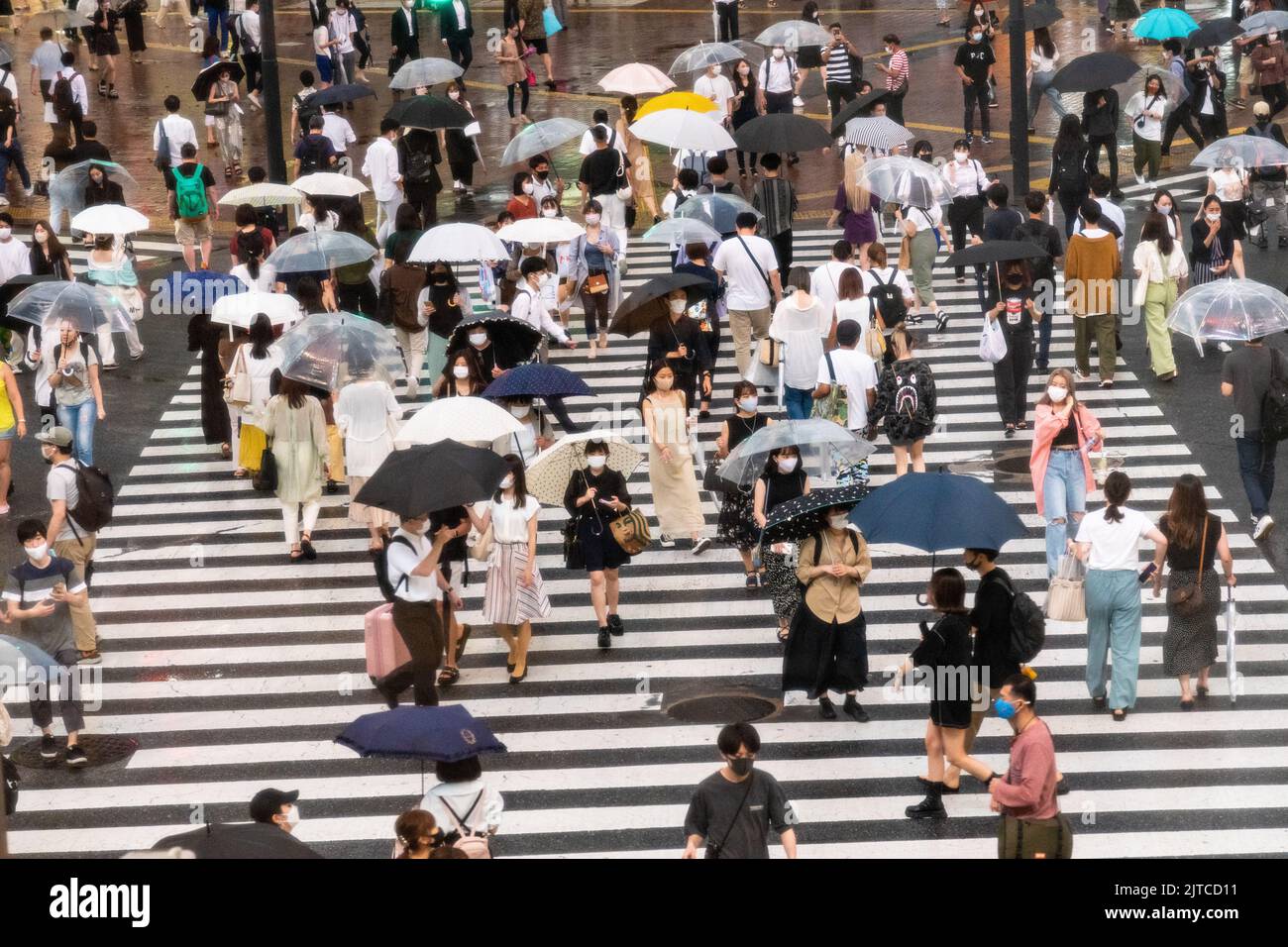 Pedestrians with umbrellas cross the multi-directional scramble ...