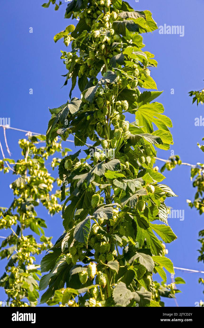 Baroda, Michigan - Hops growing at Hop Head Farms in west Michigan. The ...