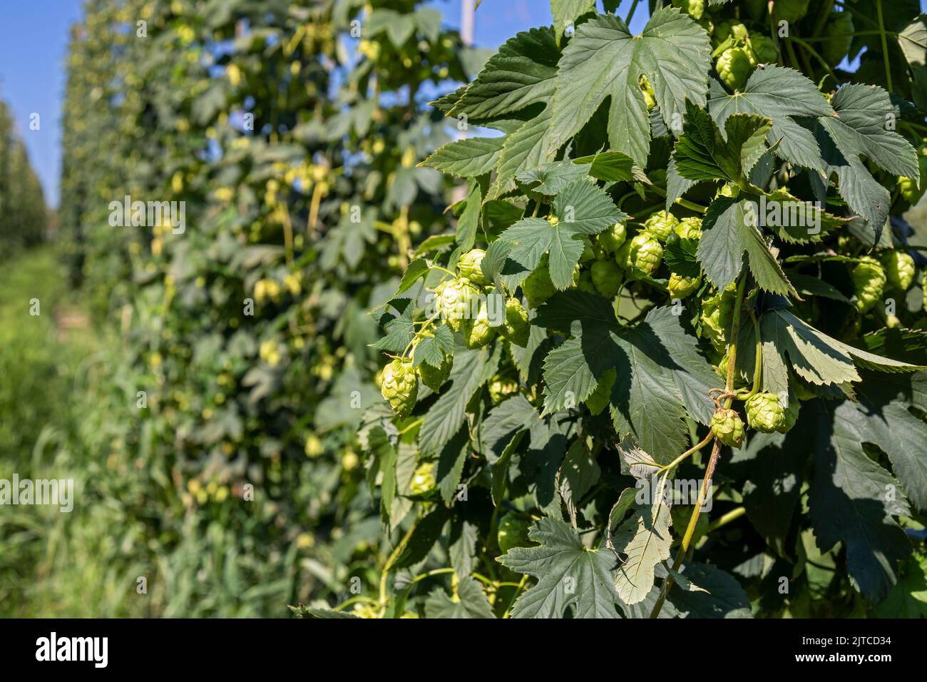 Baroda, Michigan - Hops growing at Hop Head Farms in west Michigan ...