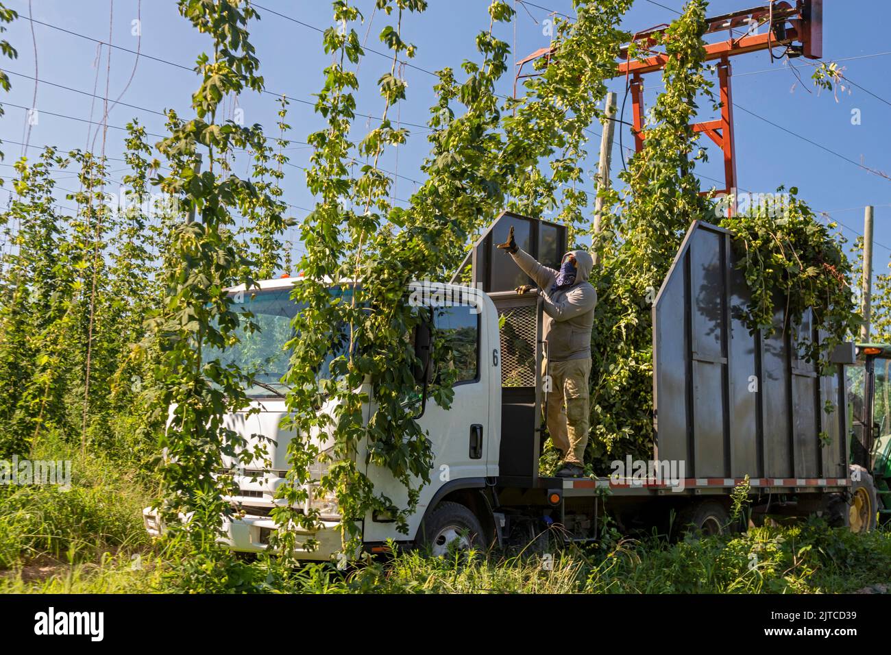 Harvest harvests harvesting hops hi-res stock photography and images ...