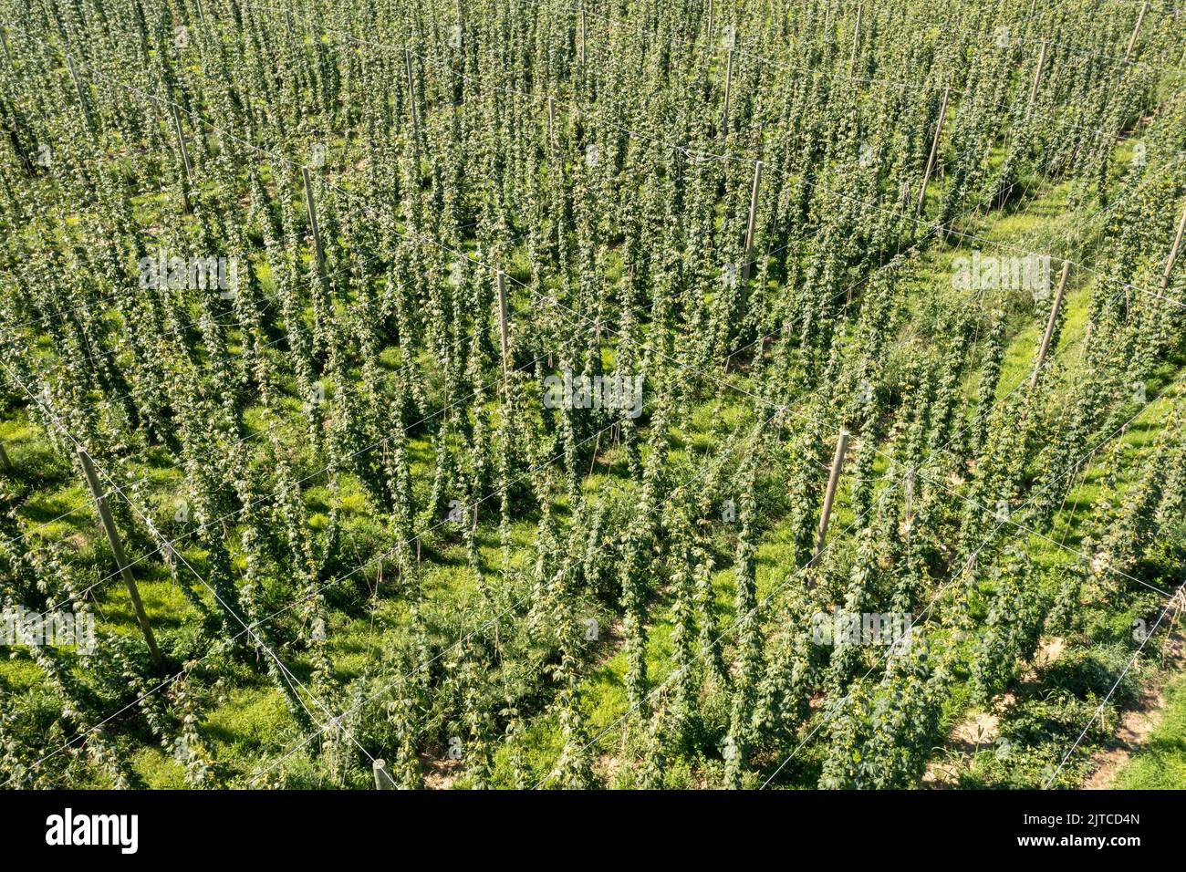 Baroda, Michigan - Hops growing at Hop Head Farms in west Michigan. The ...