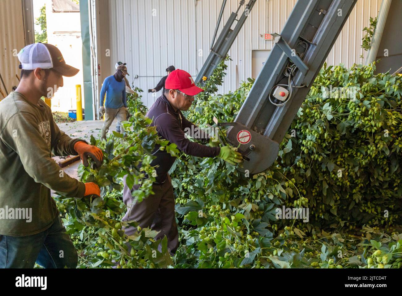 Hop harvest hi-res stock photography and images - Alamy