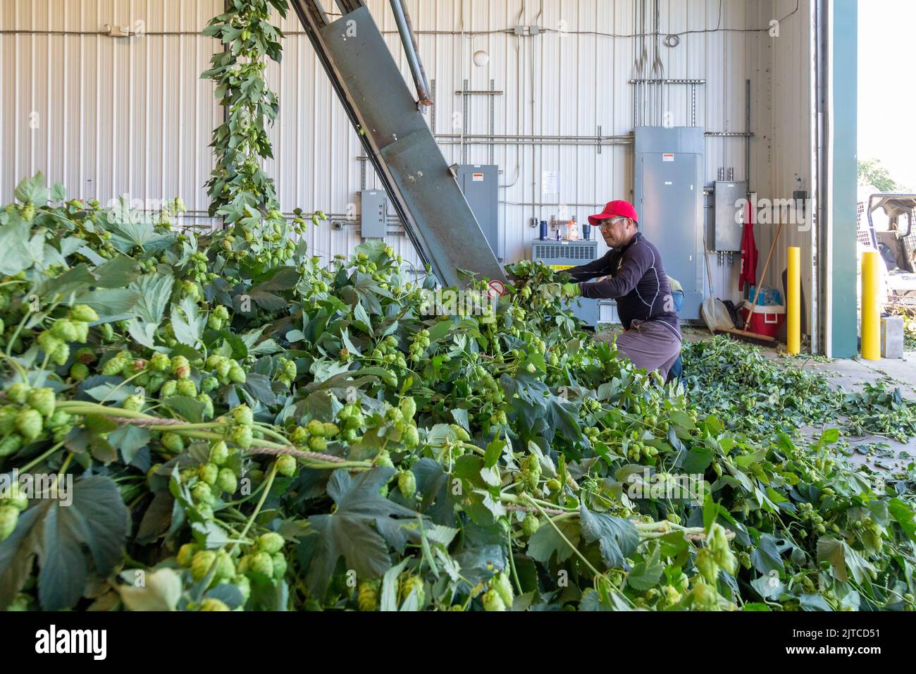 Hop processing hi-res stock photography and images - Alamy