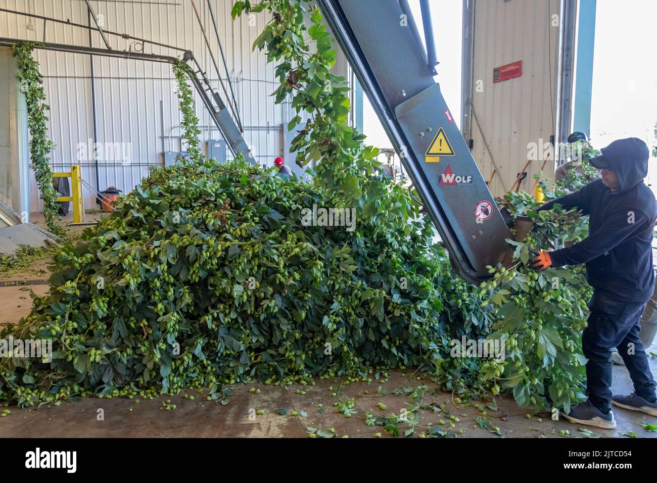 Baroda, Michigan - A Mexican-American crew processes hops at Hop Head ...