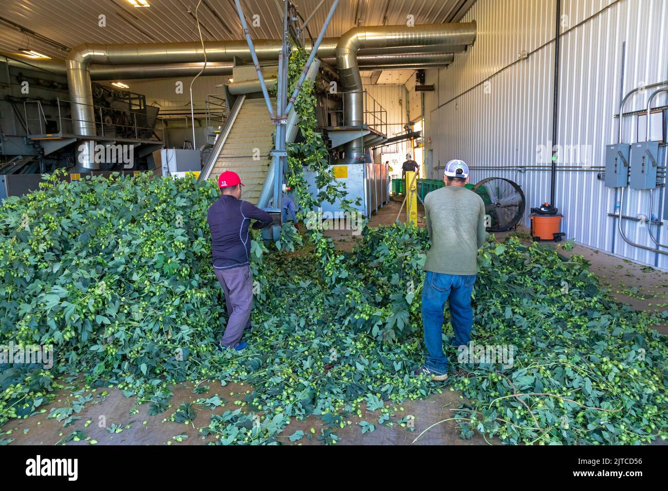Baroda, Michigan - A Mexican-American crew processes hops at Hop Head ...