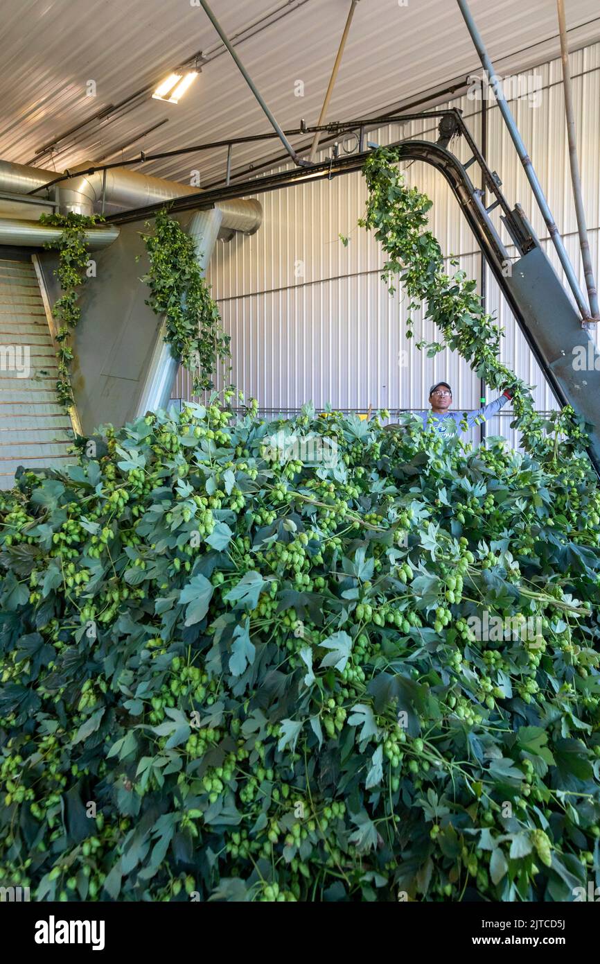 Baroda, Michigan - A Mexican-American crew processes hops at Hop Head ...