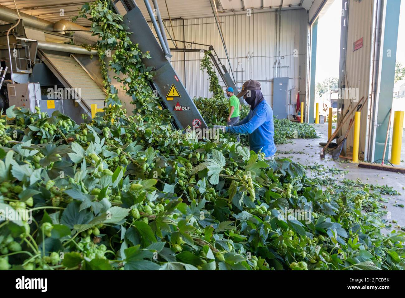 Baroda, Michigan - A Mexican-American crew processes hops at Hop Head ...