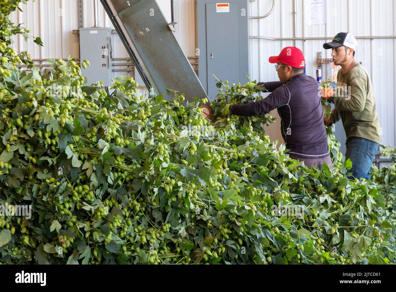 Baroda, Michigan - A Mexican-American crew processes hops at Hop Head ...