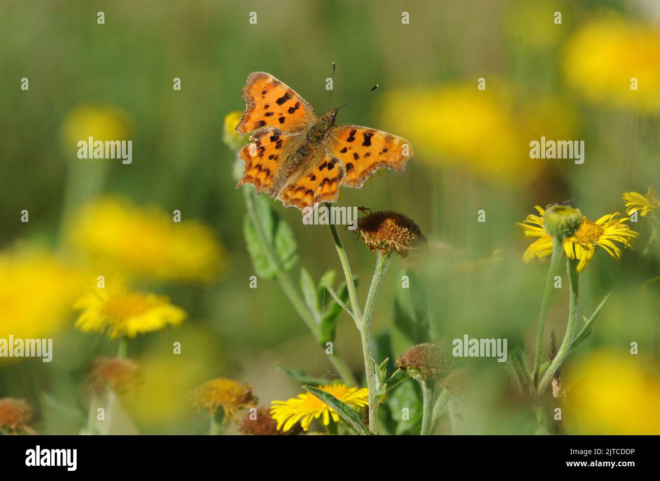 COMMA BUTTERFLY , TITCHFIELD HAVEN, HAMPSHIRE. PIC MIIKE WALKER, MIKE ...