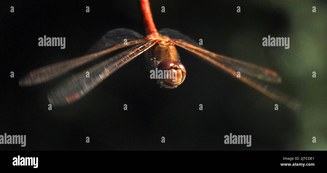 COMMON DARTER DRAGONFLY IN FLIGHT, TITCHFIELD HAVEN. PIC MIKE WALKER ...