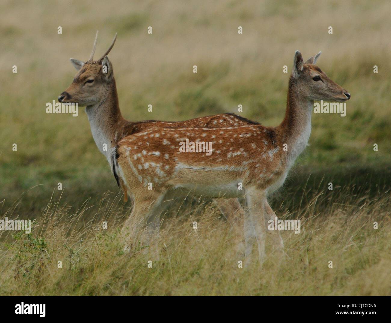 PUSH ME PULL YOU YOUNG FALLOW DEER AT PETWORTH PARK, WEST SUSSEX. PIC ...