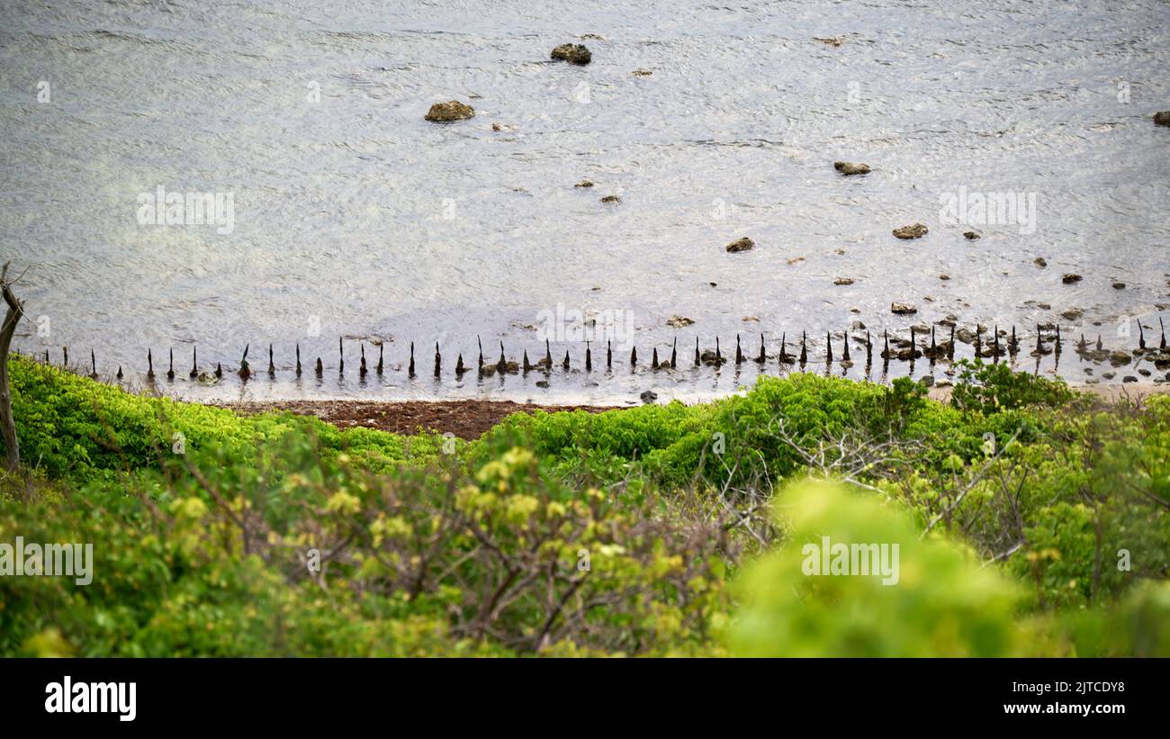 A beautiful view of green trees with a sea background Stock Photo - Alamy