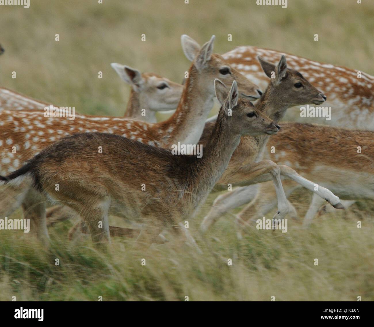 FALLOW DEER AT PETWORTH PARK, WEST SUSSEX. PIC MIKE WALKER, MIKE WALKER ...