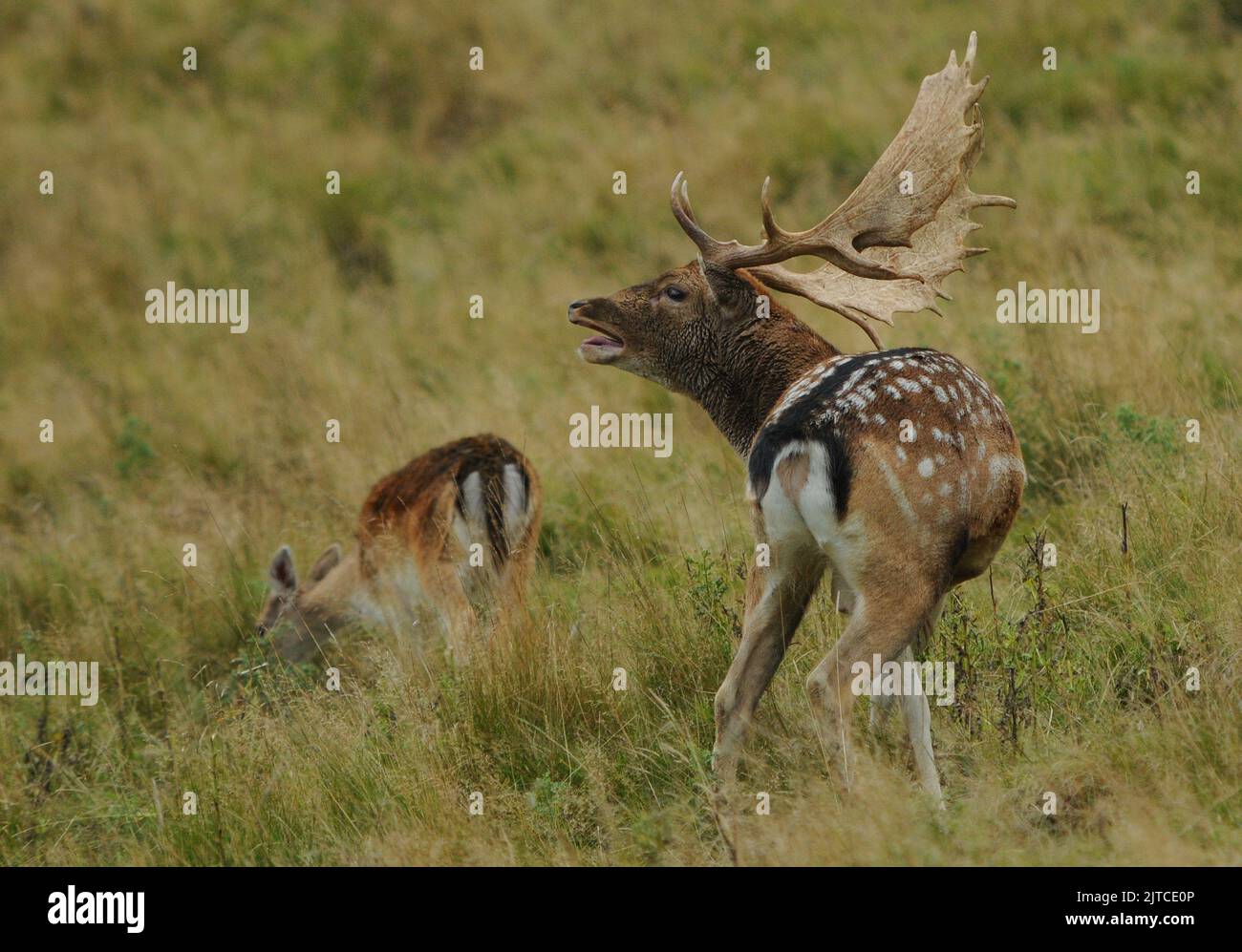 FALLOW DEER STAG AT PETWORTH PARK, WEST SUSSEX. PIC MIKE WALKER, MIKE ...