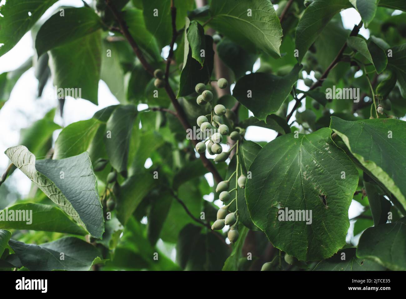 Fragrant Snowbell Tree (Styrax Obassia Stock Photo - Alamy