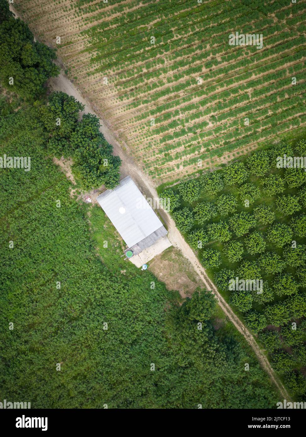 Beautiful top down view to green plantation crops Stock Photo - Alamy