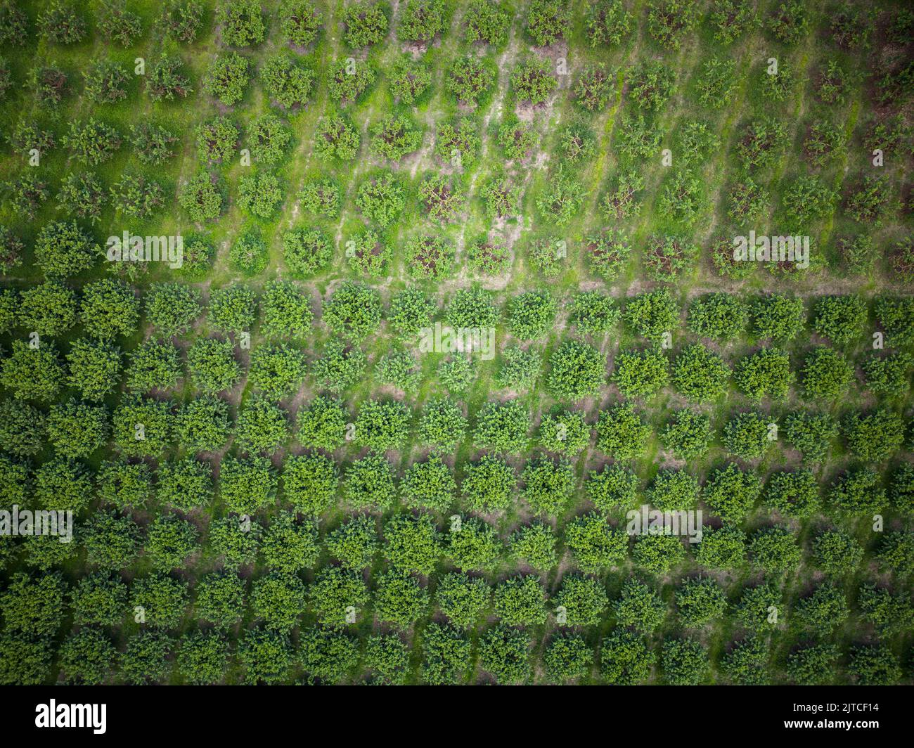 Beautiful top down view to green plantation crop Stock Photo - Alamy